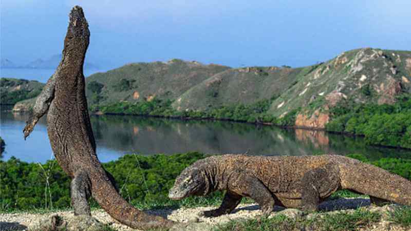 03 Days Adventure Komodo Dragon